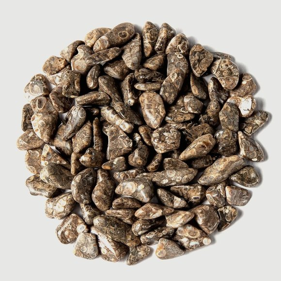 Tree Of Life Gems | Office | 2 Lb Tumbled Turritella Elimia Gemstone ...